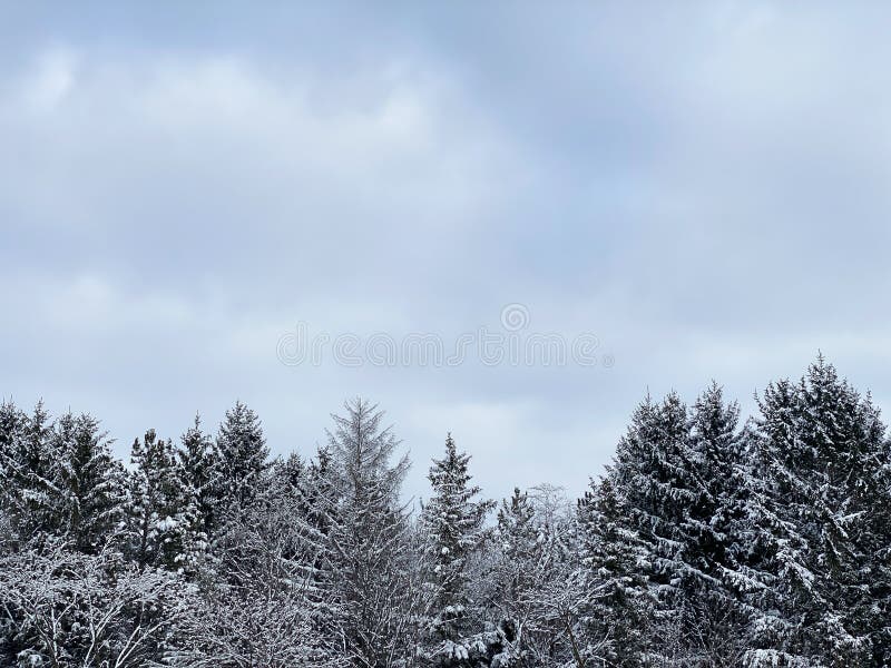 Treeline Sky Snow Woods Copy Space Winter Landscape Stock Image - Image ...