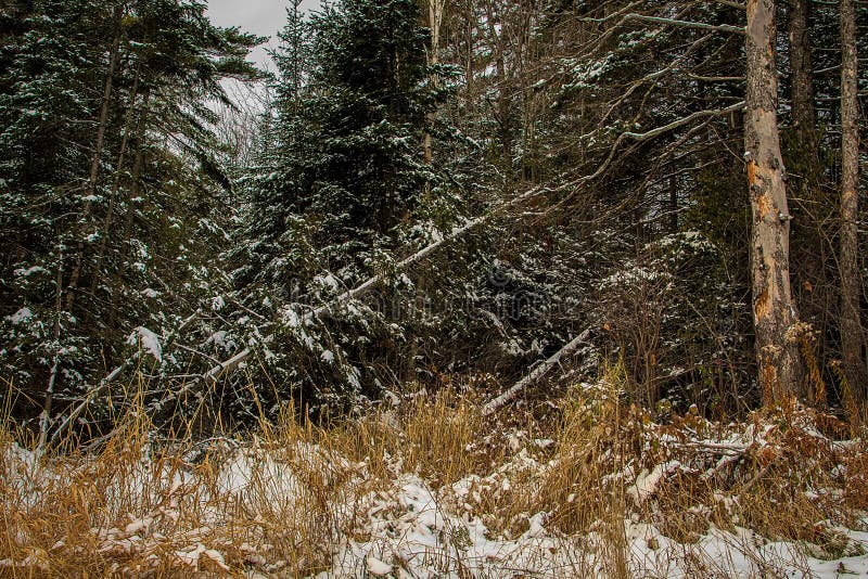Treeline at spring stock photo. Image of soil, leaf - 266709862