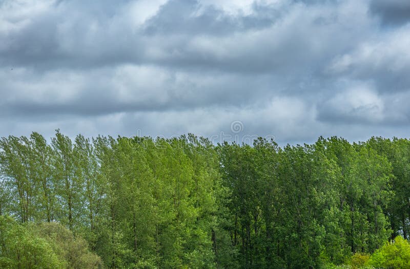 Treeline with storm clouds stock image. Image of dramatic - 146079735