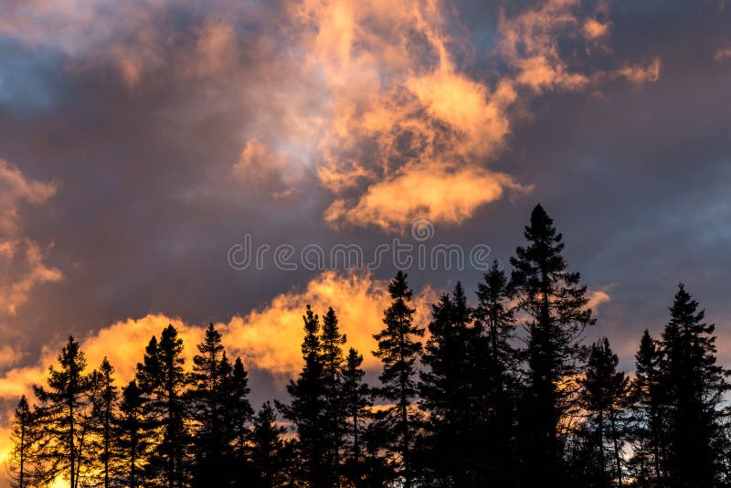 Treeline Silhouette Against Dramatic Sunset Stock Photo - Image of ...