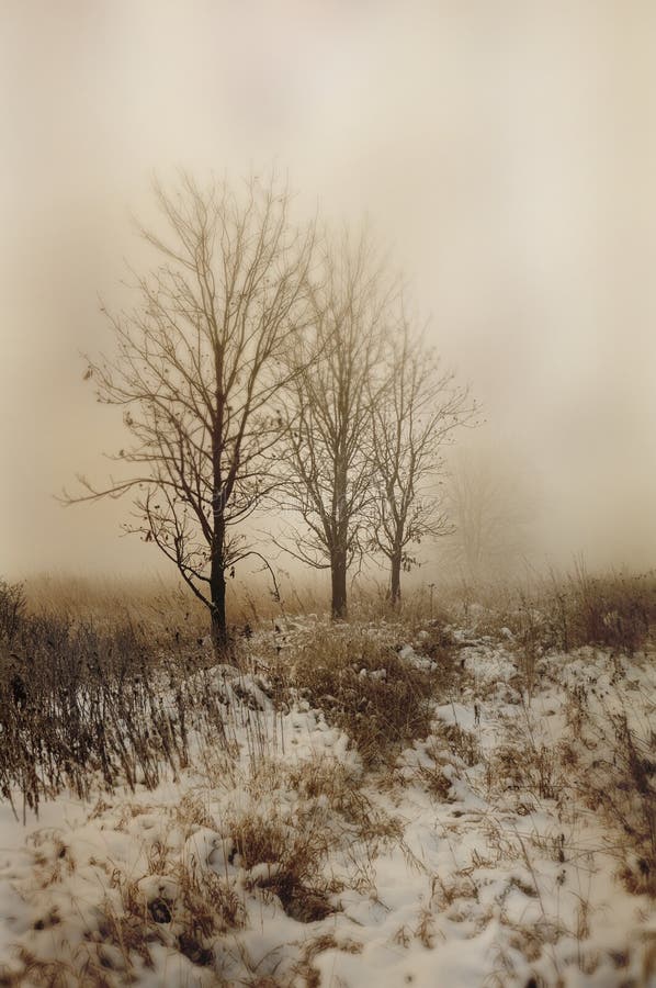 Treeline stock photo. Image of landscape, frozen, field - 36304364