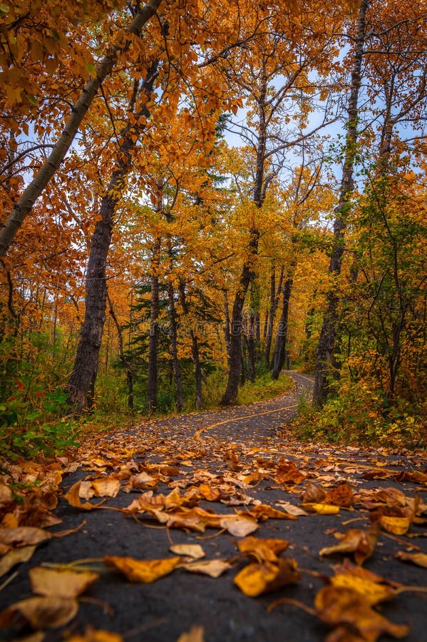 Leaf Covered Pathway Calgary Park Stock Photos - Free & Royalty-Free ...