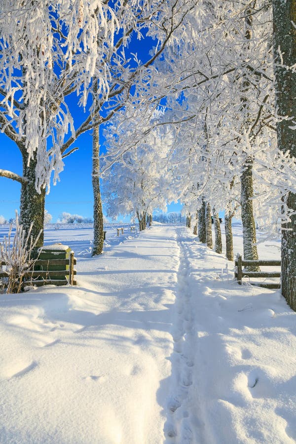 Treelined snow path stock image. Image of branch, trees - 340776257