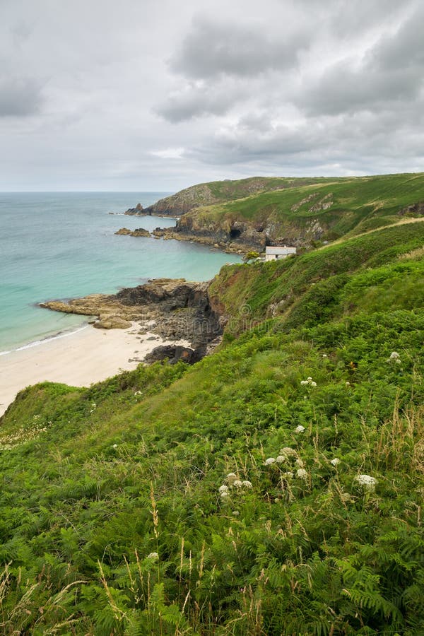 Treen Cove stock image. Image of wildflower, english - 51505681