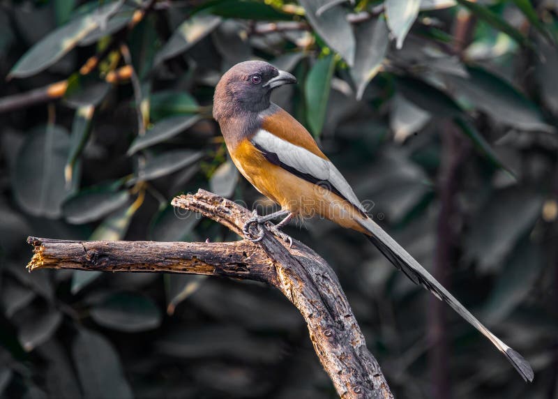 A Treepie Rufous Resting on a Branch Stock Photo - Image of bird, focus ...