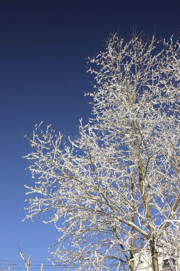 Snow-bound trees stock image. Image of lane, field, christmas - 1632811
