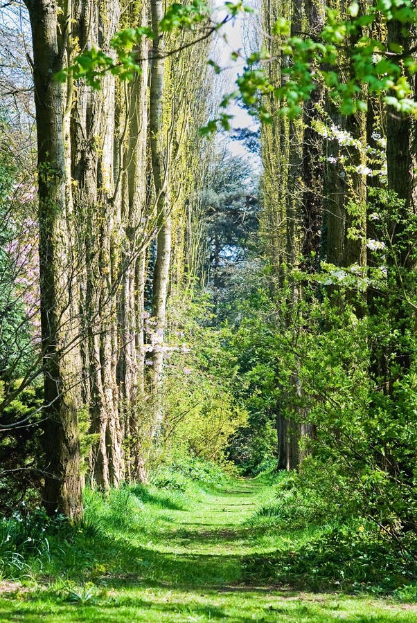 Trees stock photo. Image of glow, dense, grove, peaceful - 11949604
