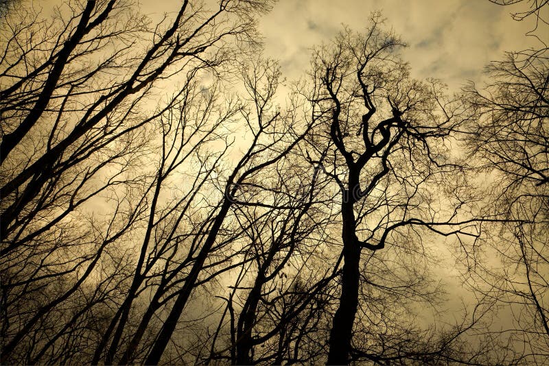 Spooky Graveyard Scene with Scary Trees a Stock Photo - Image of ...