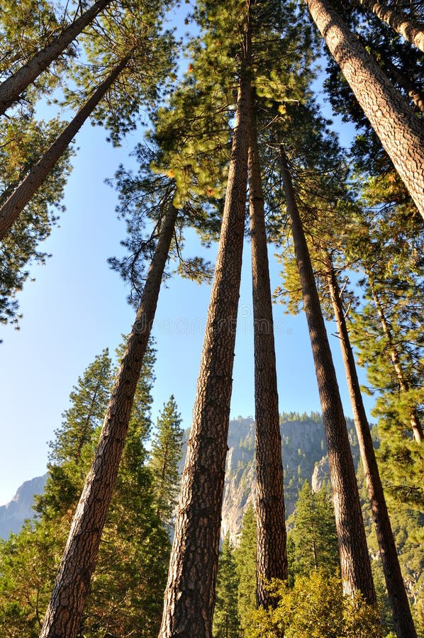Trees stock image. Image of timber, straight, woods, grow - 16285619