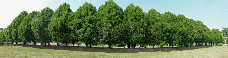 Trees stock photo. Image of tree, nature, panoramic, italy - 19600668