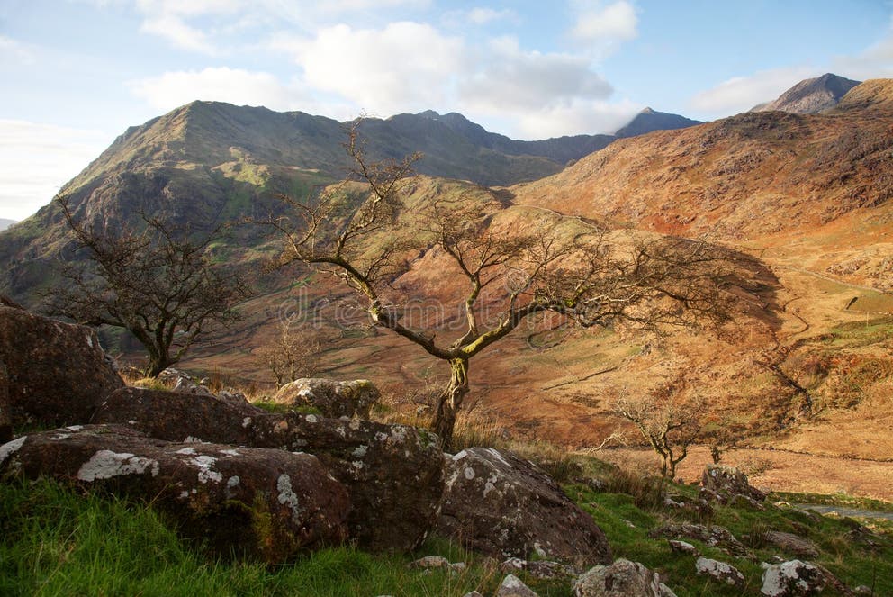 Trees stock photo. Image of snowdonia, wales, north, range - 23220056