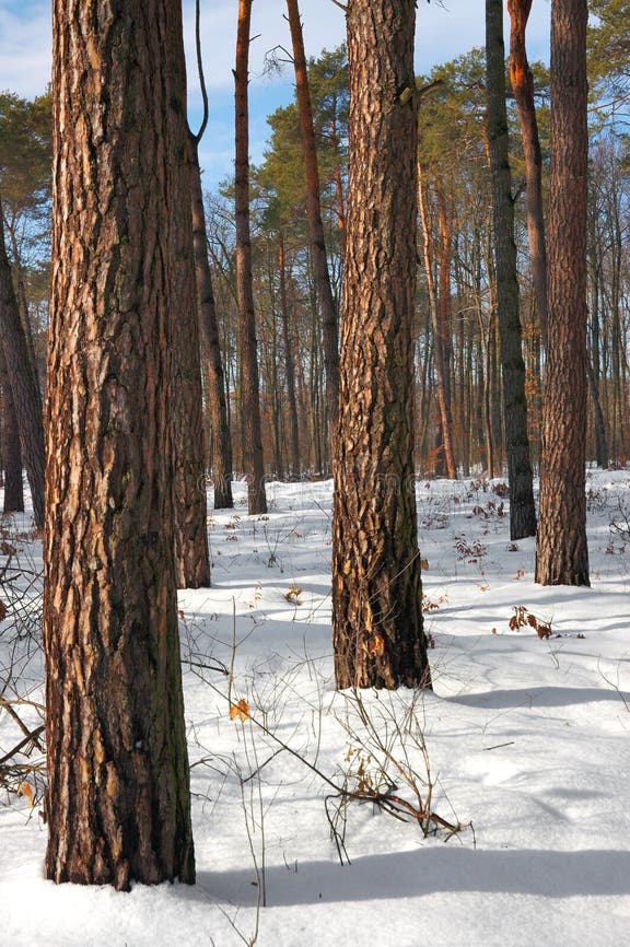 Trees stock image. Image of frost, seasonal, park, forest - 4394665