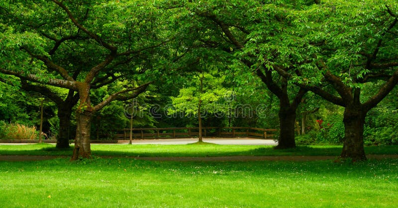 Trees stock photo. Image of plants, outdoor, saturated - 5383172