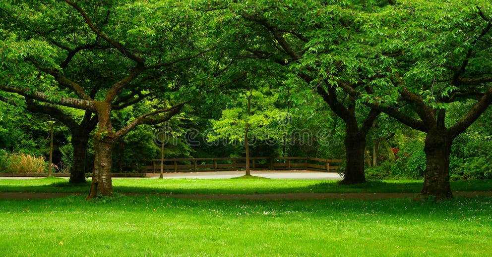 Trees stock photo. Image of plants, outdoor, saturated - 5383172