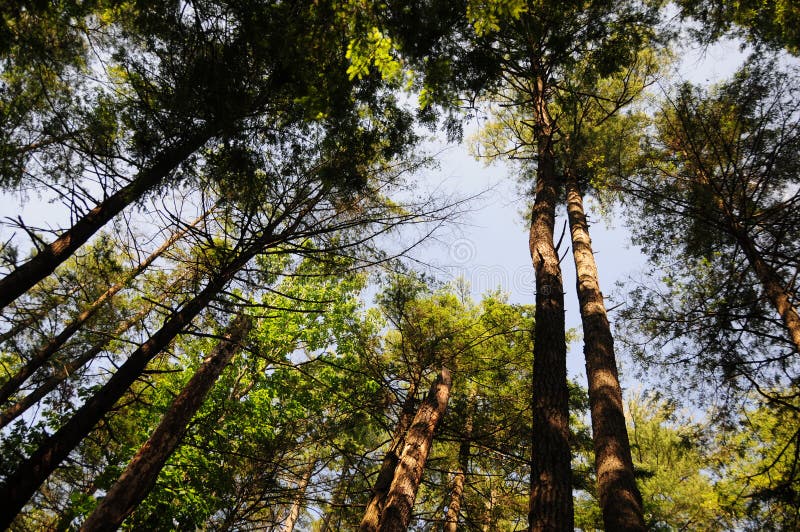 463 Lofty Plant Stock Photos - Free & Royalty-Free Stock Photos from ...