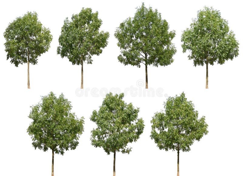 Trees stock photo. Image of forrest, leafs, texture, trunks - 8194154