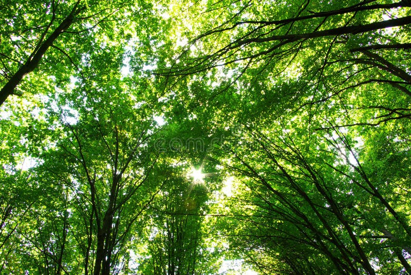 Trees Free Stock Photos & Pictures, Trees Royalty-Free and Public ...