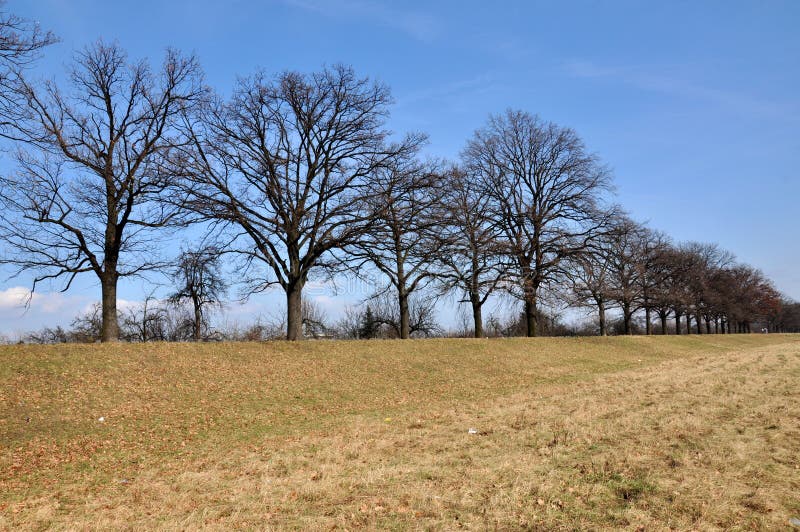 A Line of Oak Trees in Greenwich Park Stock Photo - Image of branches ...