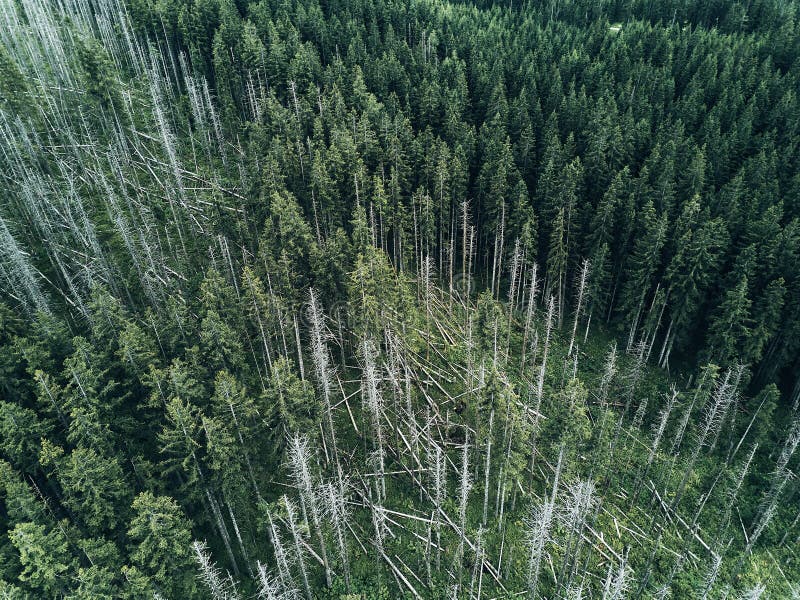 Trees from Above, Aerial View Flying with Drone Stock Image - Image of ...