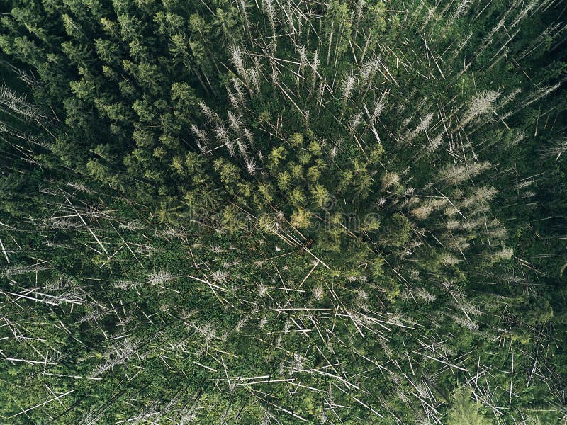 Trees from Above, Aerial View Flying with Drone Stock Photo - Image of ...