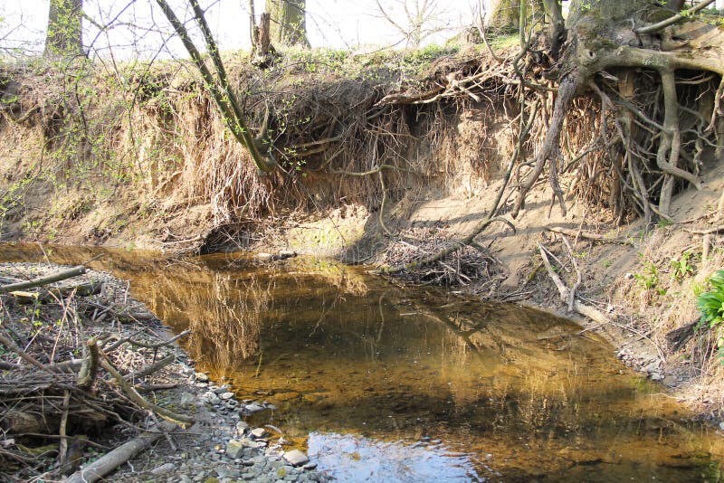 Trees above the brook stock image. Image of tree, stream - 188018695