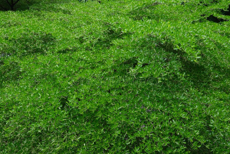 Trees from Above, Close Distance Stock Photo - Image of natural, trees ...