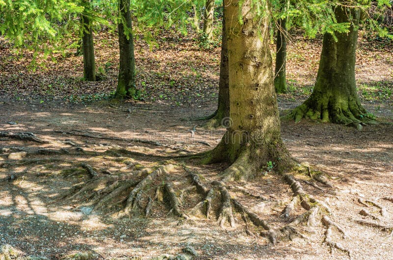 283 Trees Roots Above Ground Stock Photos - Free & Royalty-Free Stock ...