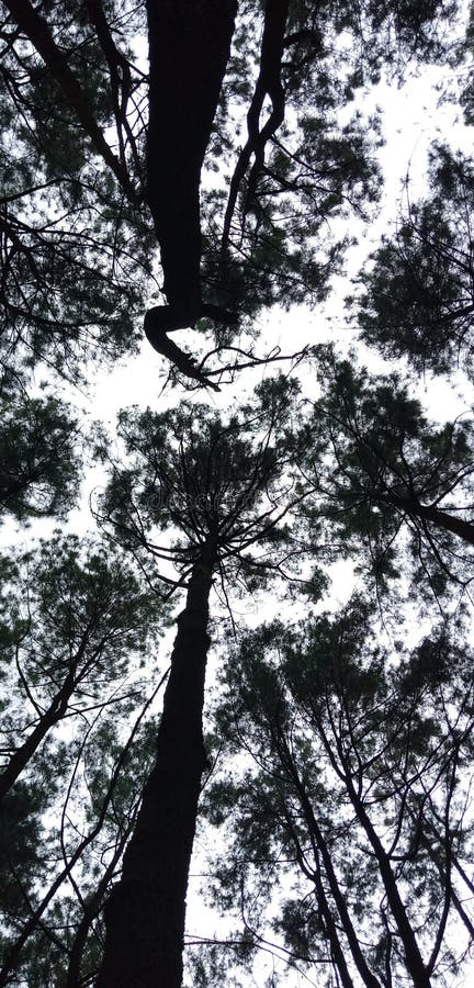 Trees above the hills stock image. Image of grow, tree - 215476059