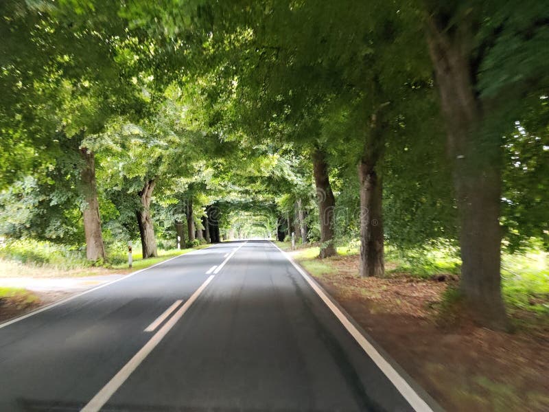 Trees Above the Road in Rugen, Germany Stock Photo - Image of road ...