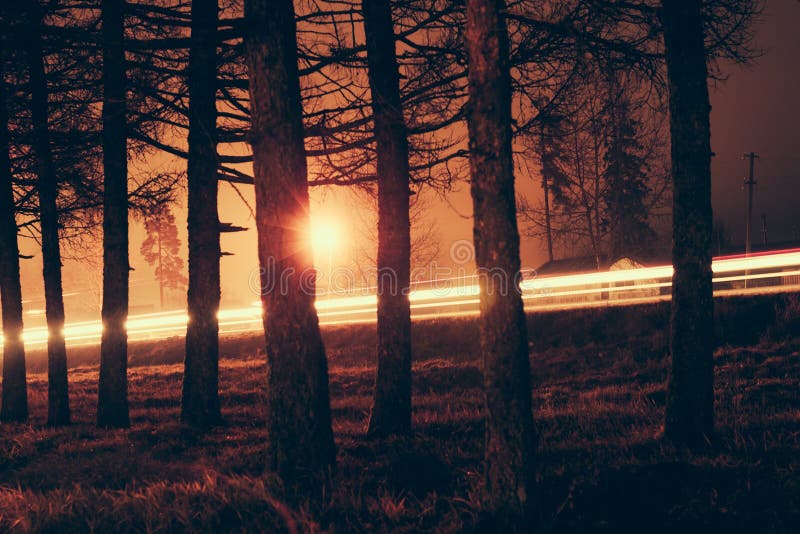 Trees Against Car Light Trails in the Road. Stock Image - Image of ...