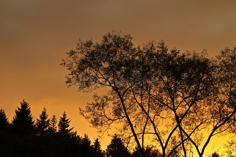 Trees Against a Sunset Sky in Denmark Stock Image - Image of rural ...