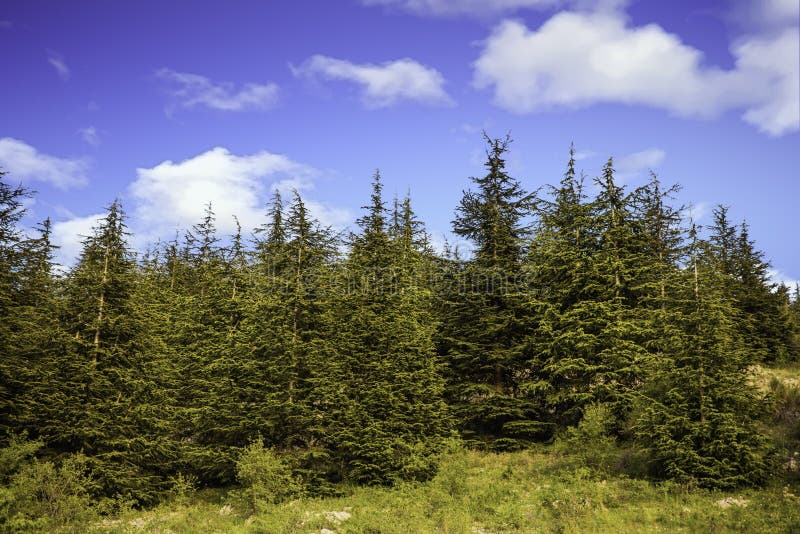 Trees of Al Shouf Cedar Nature Reserve Barouk Lebanon Stock Image ...