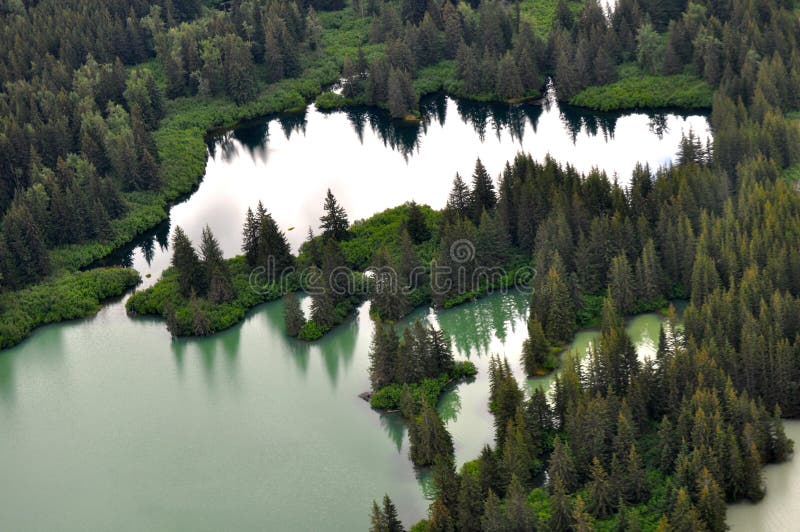 Trees in Alaska stock photo. Image of water, river, tree - 33504008