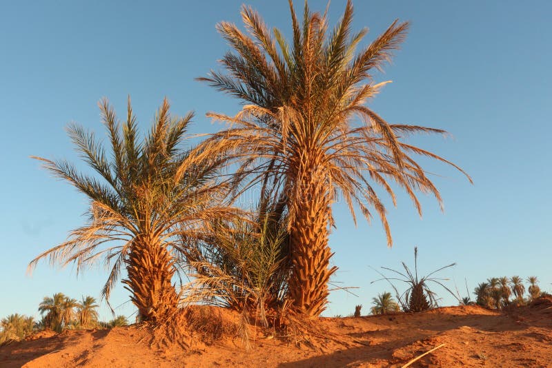 Trees in the Algeria Desert with Natural Light Stock Image - Image of ...