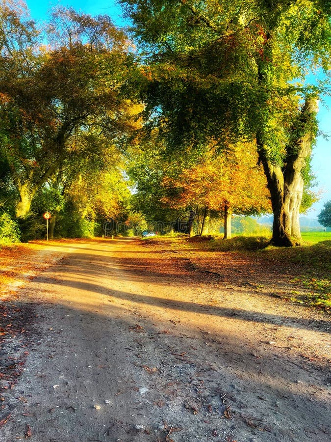 A Pathway through Autumn Trees Stock Image - Image of fall, path: 234548395