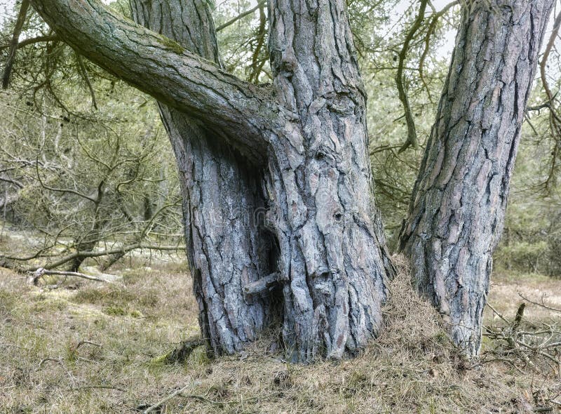 Trees of All Types and Seasons. a Beautiful World of Differences. Trees ...