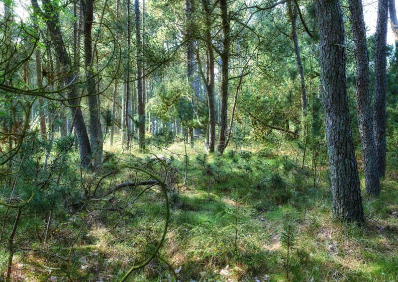 Trees of All Types and Seasons. a Beautiful World of Differences. Trees ...