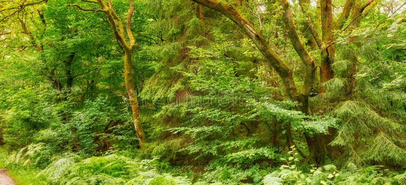 Trees of All Types and Seasons. a Beautiful World of Differences. Trees ...