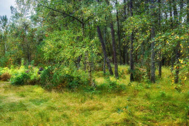 Trees of All Types and Seasons. a Beautiful World of Differences. Trees ...