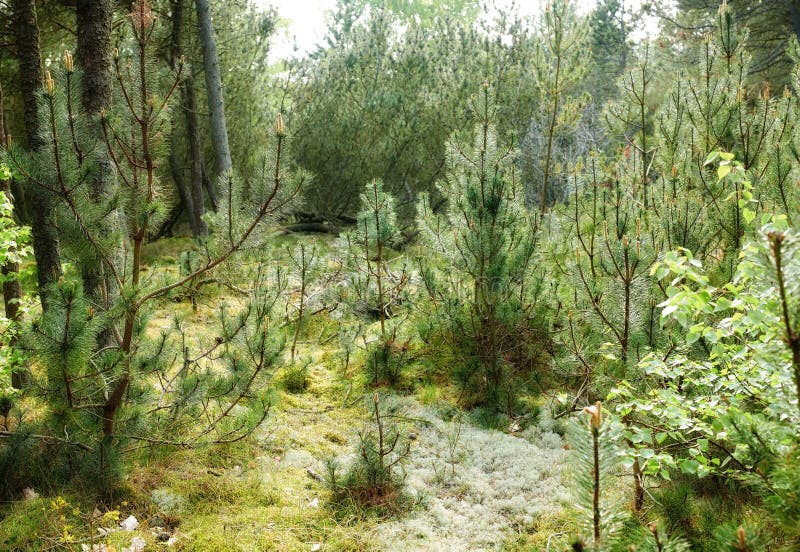 Trees of All Types and Seasons. a Beautiful World of Differences. Trees ...