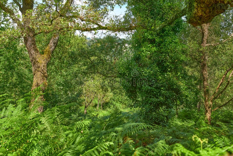 Trees of All Types and Seasons. a Beautiful World of Differences. Trees ...