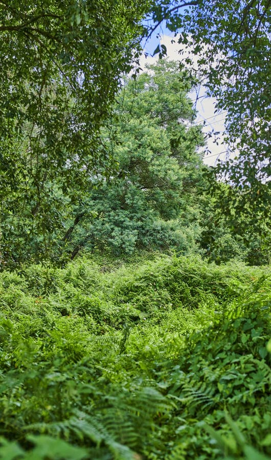 Trees of All Types and Seasons. a Beautiful World of Differences. Trees ...