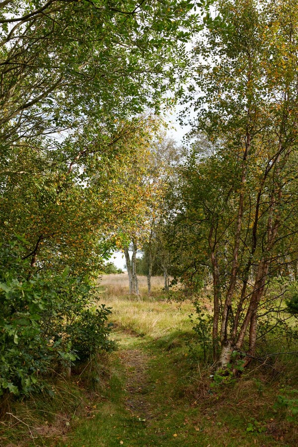 Trees of All Types and Seasons. a Beautiful World of Differences. Trees ...