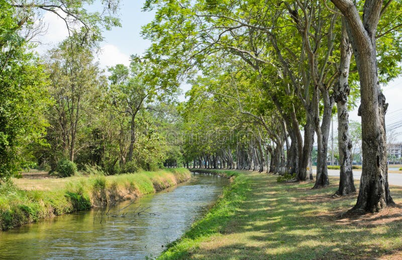Trees alley stock image. Image of curve, plant, peltophorum - 33230343