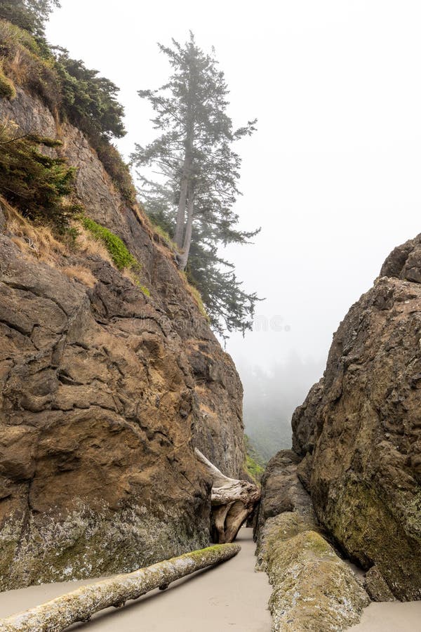 Trees along the cliff stock image. Image of travel, morning - 261833127