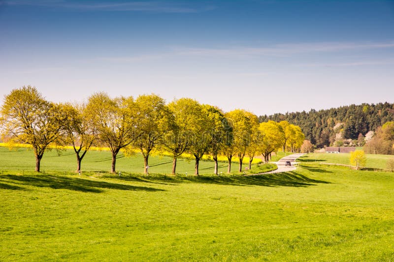 Trees along a country road stock photo. Image of tree - 72154012
