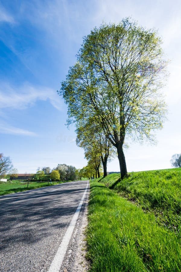 Trees along a country road stock image. Image of road - 78793605