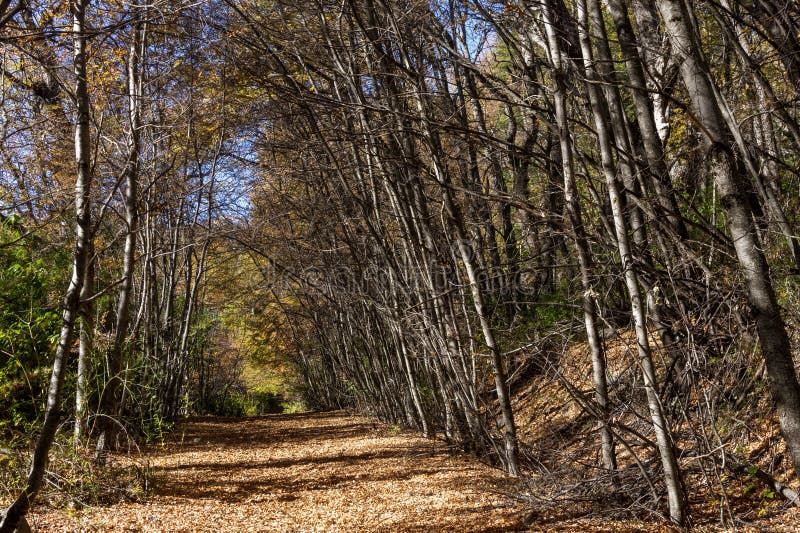 Trees Along the Path Point the Way Stock Photo - Image of forest ...