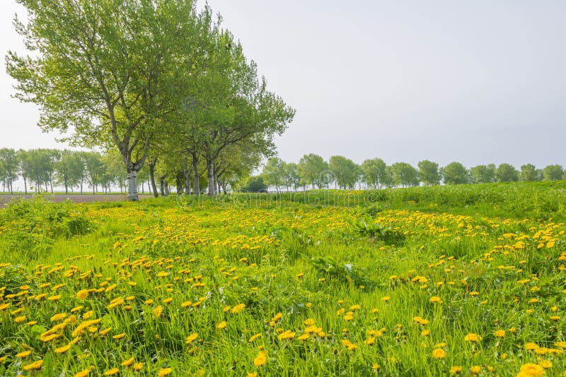 Trees Along a Field in Sunlight in Spring Stock Image - Image of nature ...