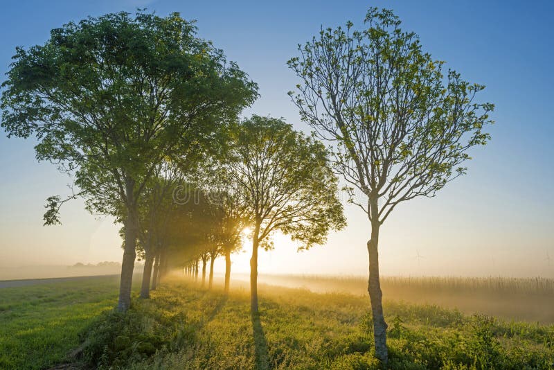 Trees Along a Field at Sunrise Stock Image - Image of sunrise ...